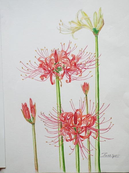 彼岸花」 by ふさよ|Artmeter|暮らしを彩るアートが、きっと 彼岸花」 by ふさよ|Artmeter|暮らしを彩るアートが、きっと